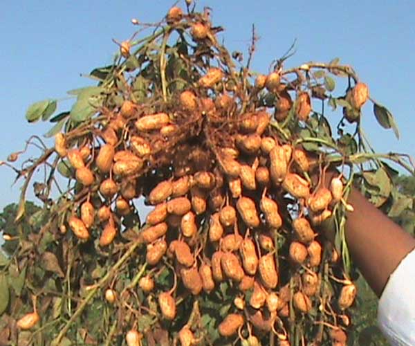 Groundnut – Hybrid Seeds Producer Company in India
